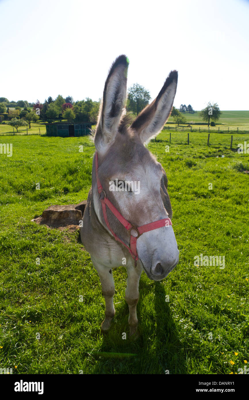 donkey looking into camera Stock Photo - Alamy
