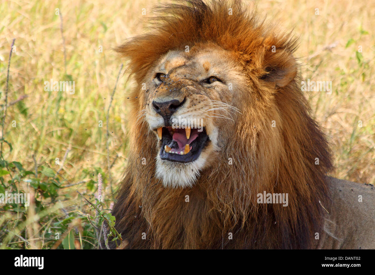 A male lion (Panthera Leo) showing his teeth Stock Photo - Alamy