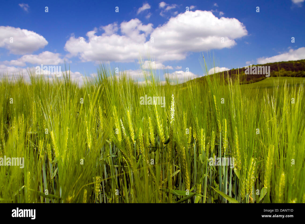 Barley field in sun hi-res stock photography and images - Alamy