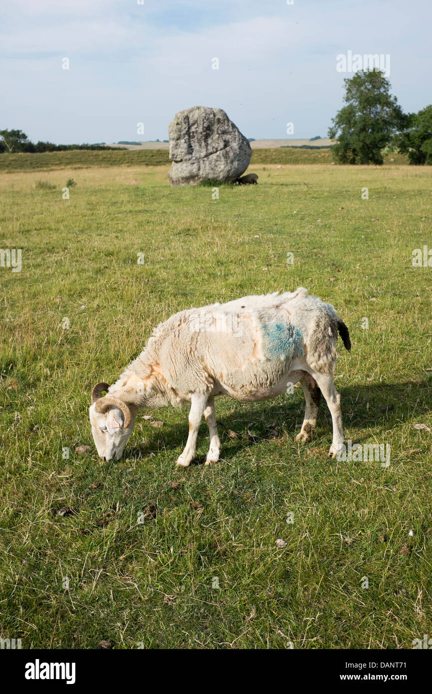 Shorn sheep hi-res stock photography and images - Alamy