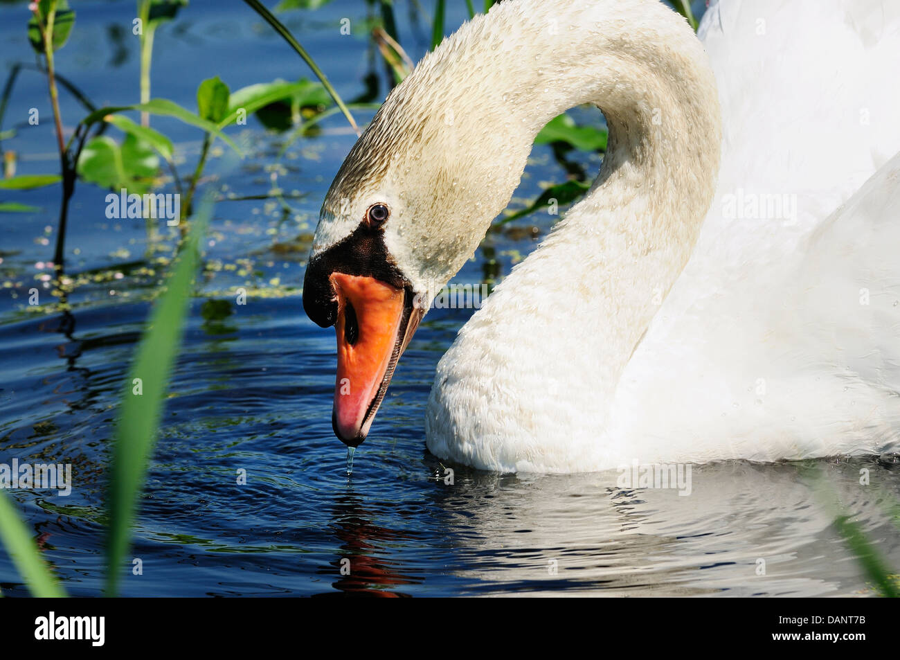 Male Mute Swan on marshland habitat Stock Photo - Alamy
