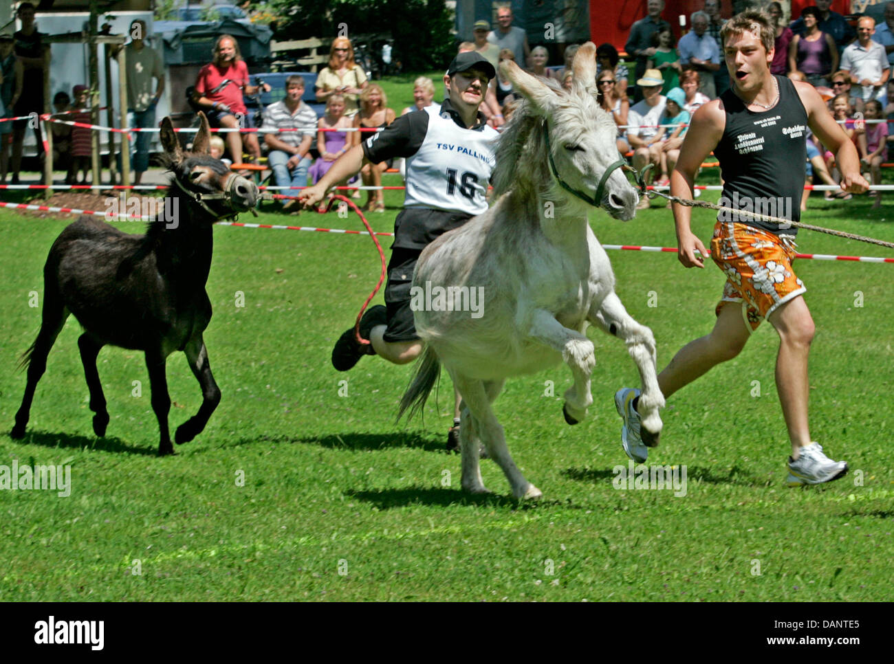 Donkey Fight High Resolution Stock Photography and Images - Alamy