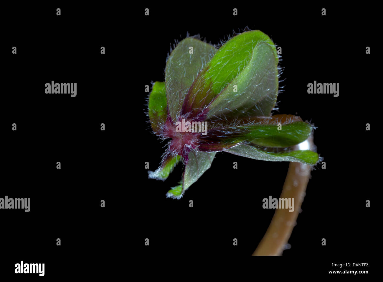 macro of leaves Stock Photo - Alamy
