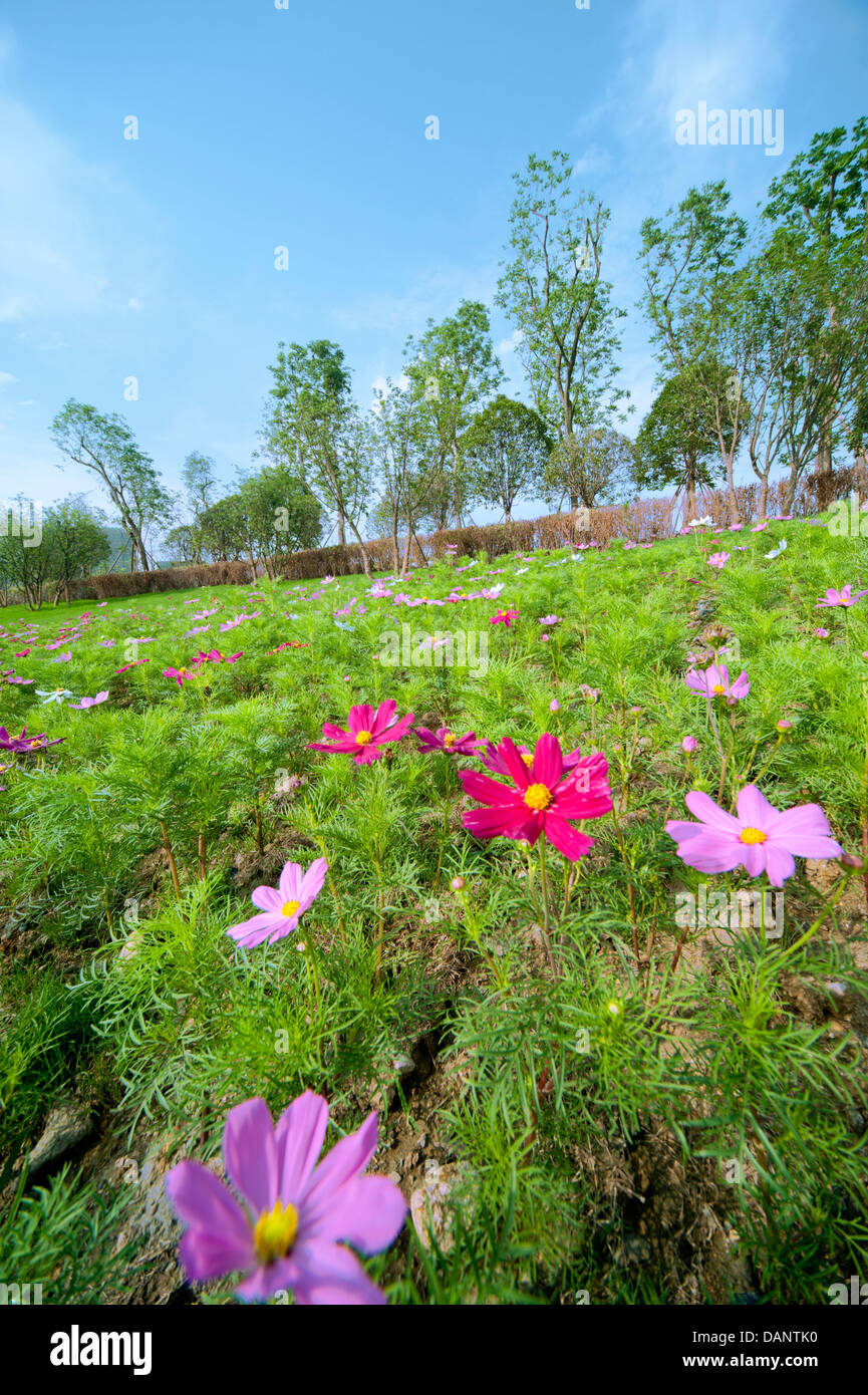 Green grass and flowers Stock Photo - Alamy