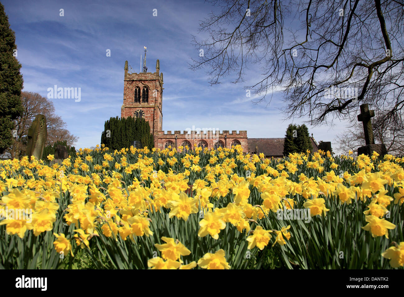Holy Trinity Church, Eccleshall, Staffordshire with daffodils in spring ...