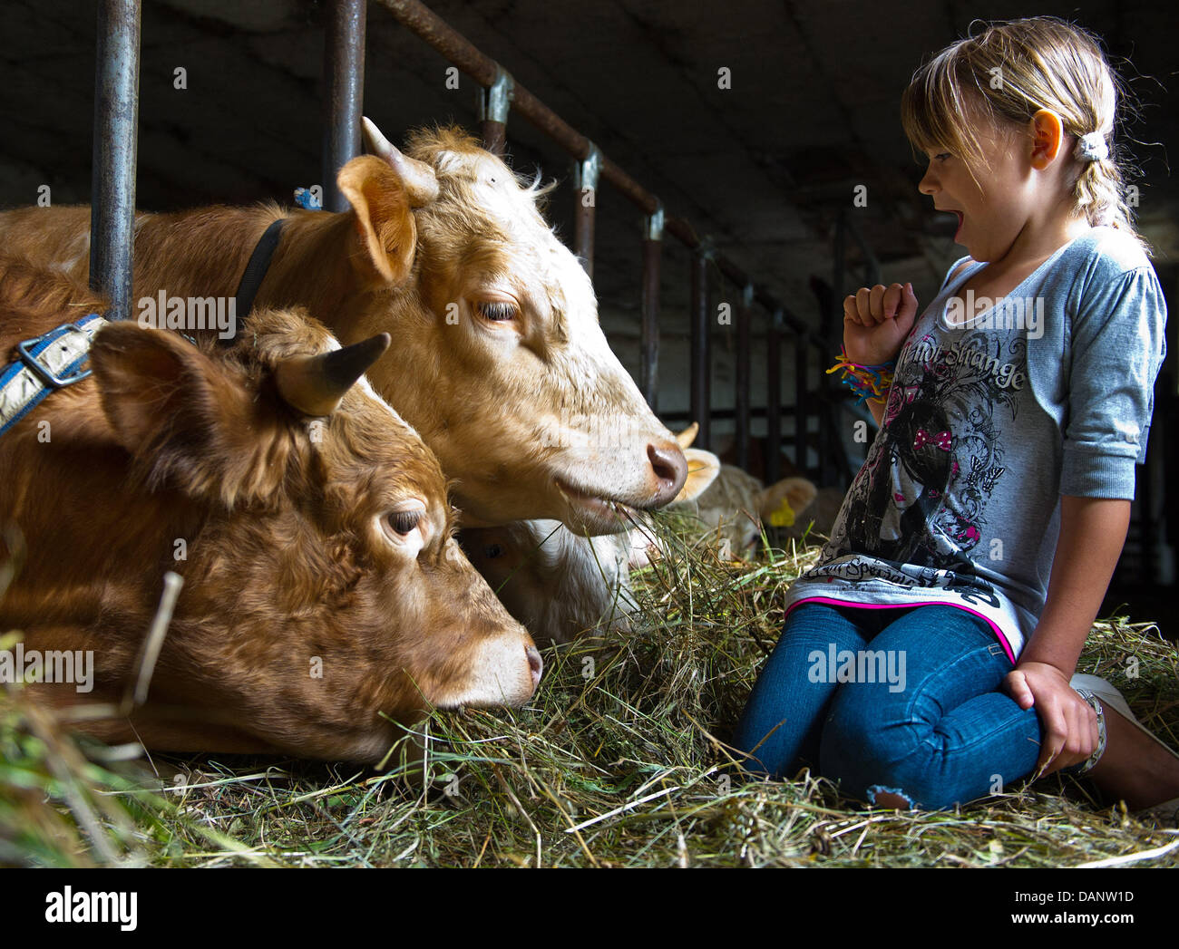 Farmer Thomas Stieerler and his children pet bulls in the barn on the ...