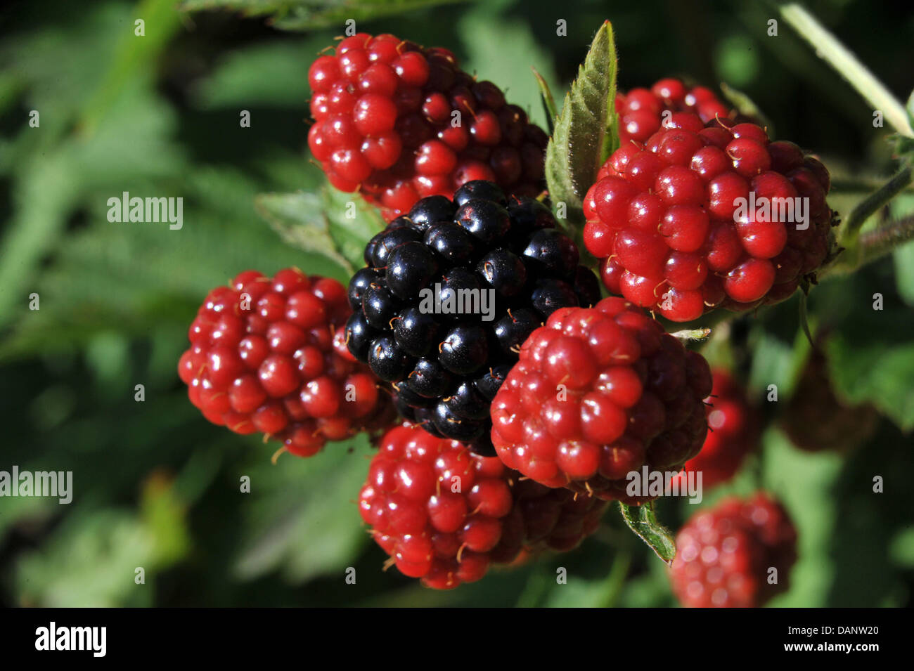 A ripe blackberry and red, not yet ripe berries hang on a blackberry ...