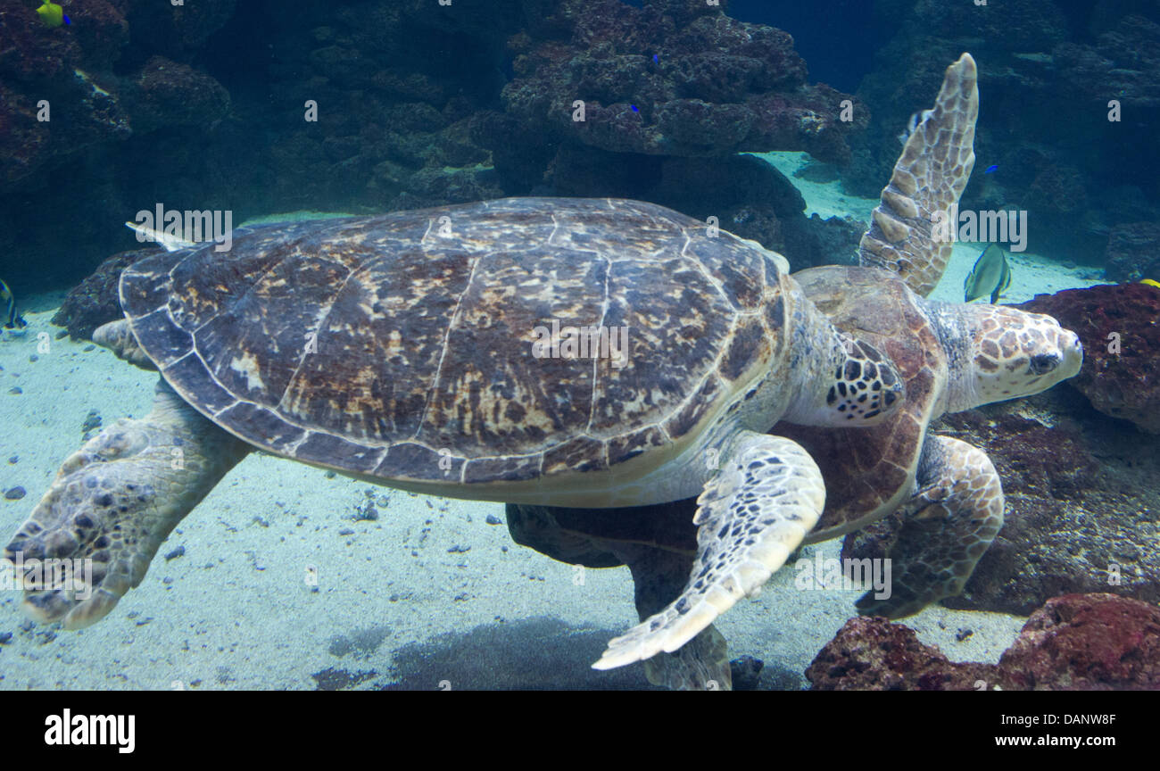 A turtle is pictured in her 350 000 liters turtle aquarium at the ...
