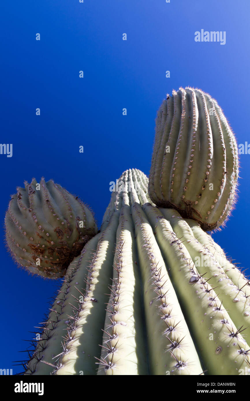 Saguaro top hi-res stock photography and images - Alamy
