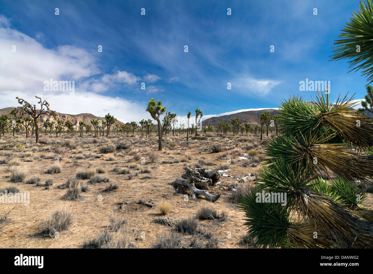Joshua tree Landscape Stock Photo - Alamy