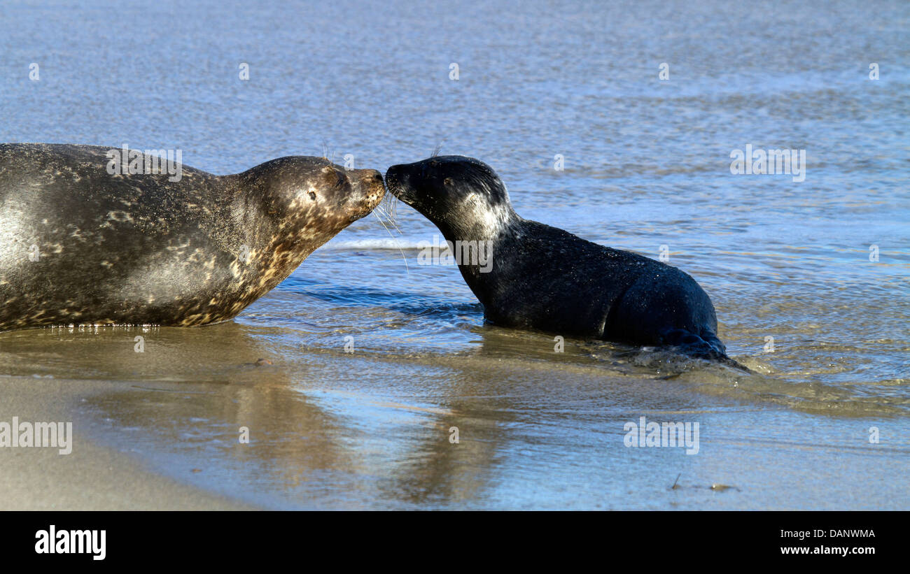 seal mother with baby Stock Photo - Alamy