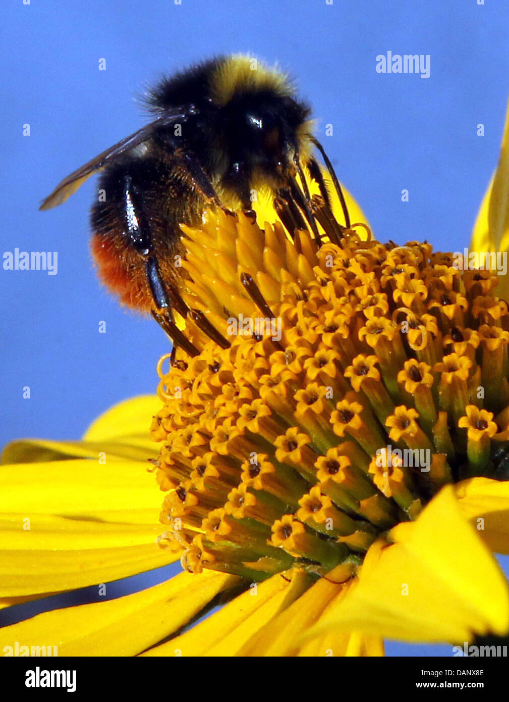 With the help of her long proboscis a bublebee (bombus hortorum) drings ...