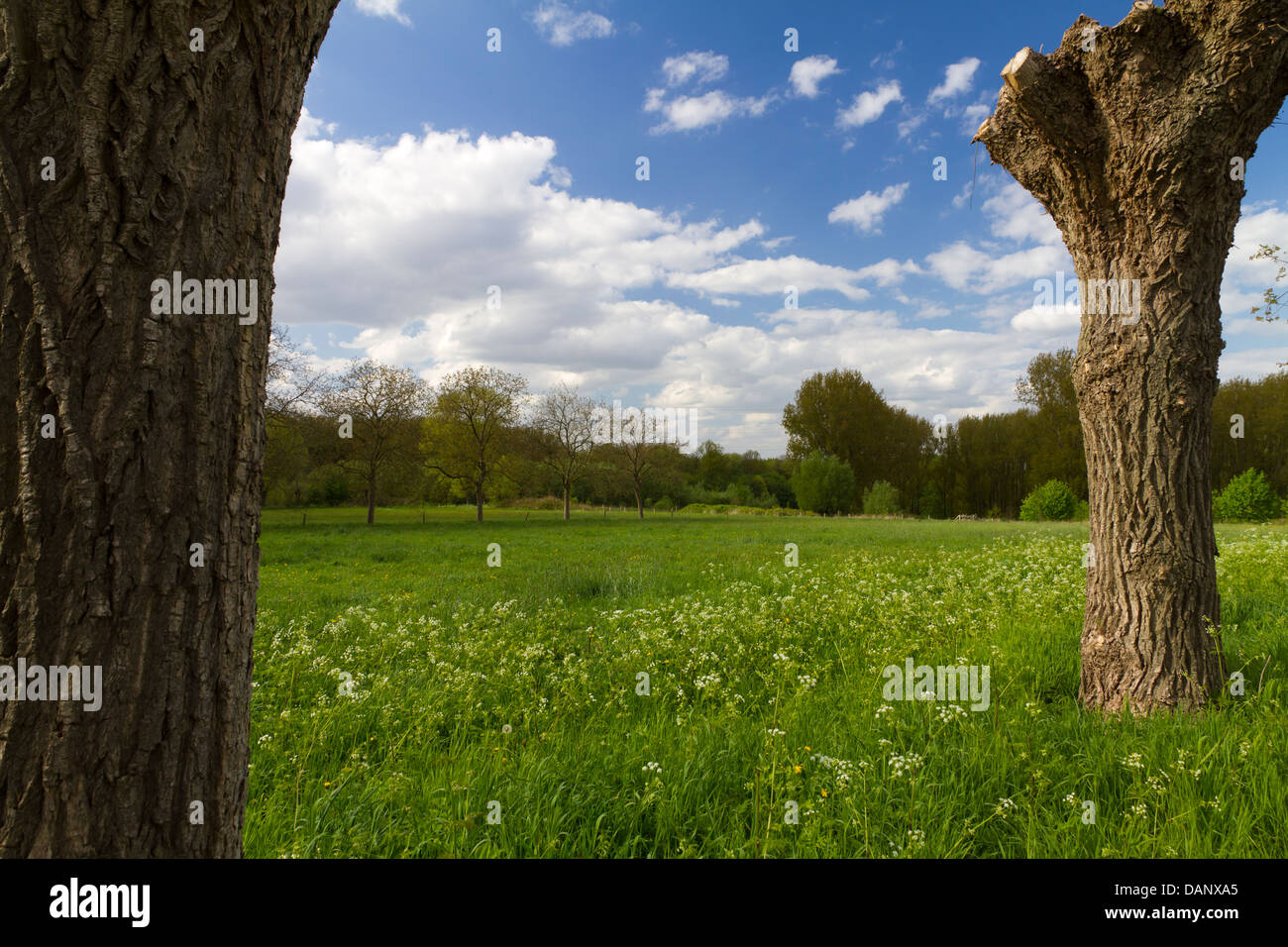 Landscape with trees Stock Photo - Alamy