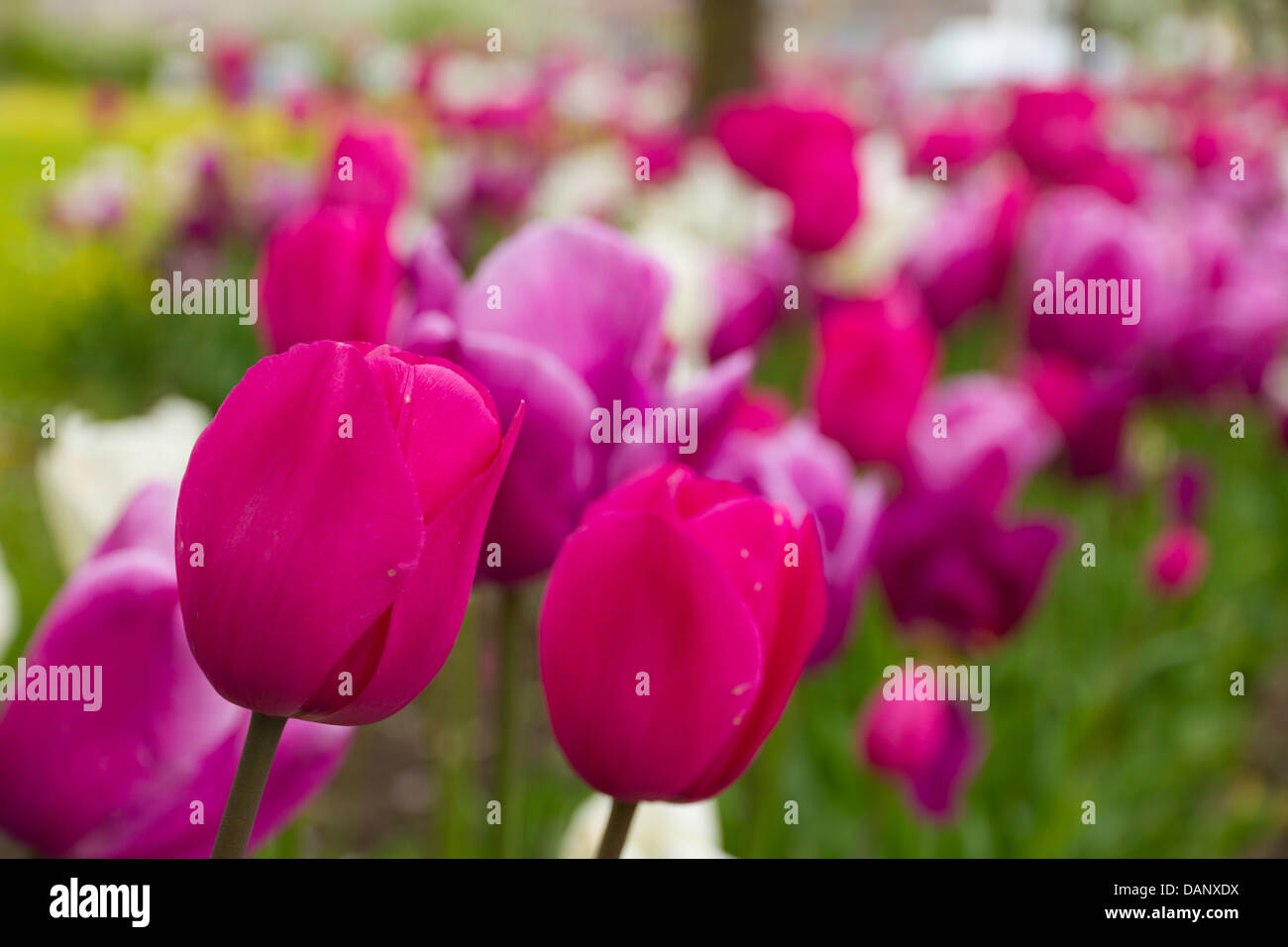 Tul design hi-res stock photography and images - Alamy