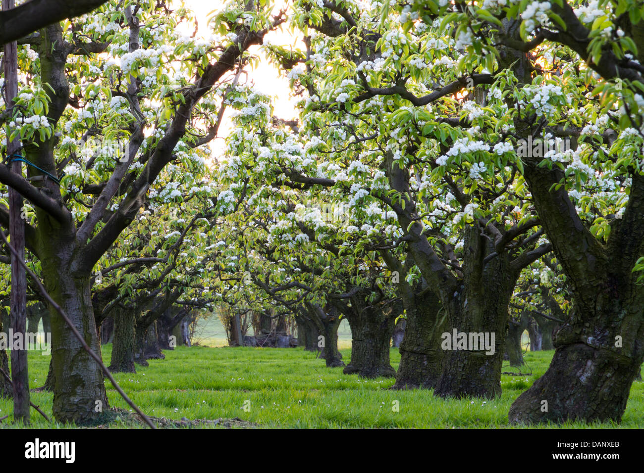 row of apple trees Stock Photo - Alamy