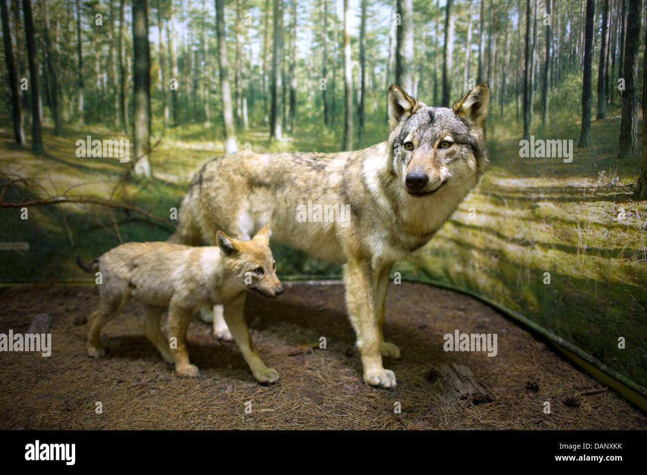 A wolf preparation - a mother with her young - at the permanent ...