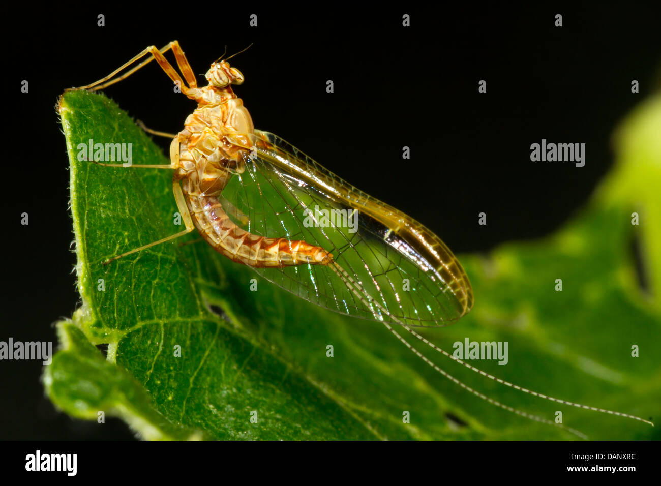 Shadfly hi-res stock photography and images - Alamy