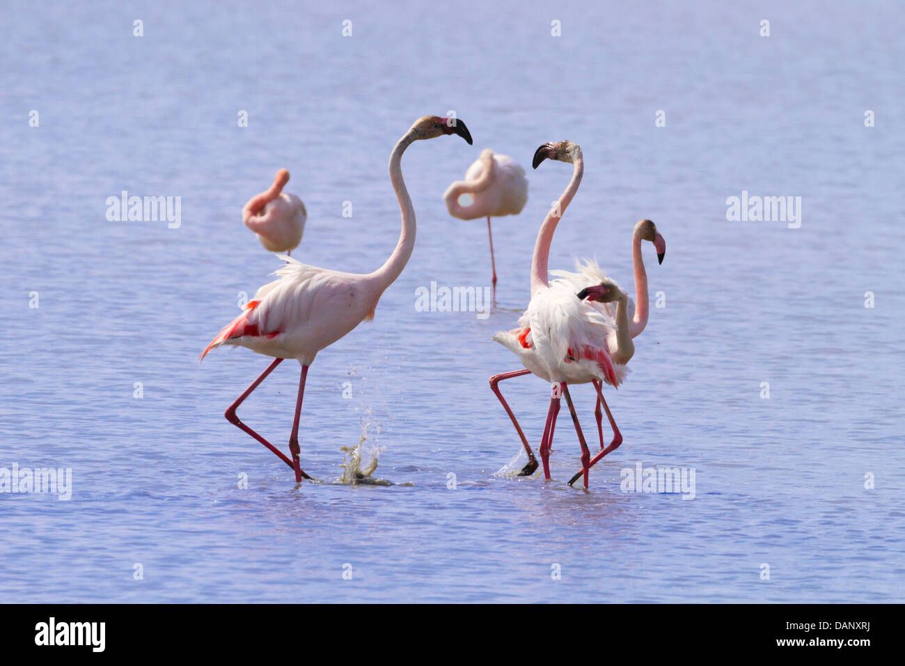 Flamingos on the lake hi-res stock photography and images - Alamy