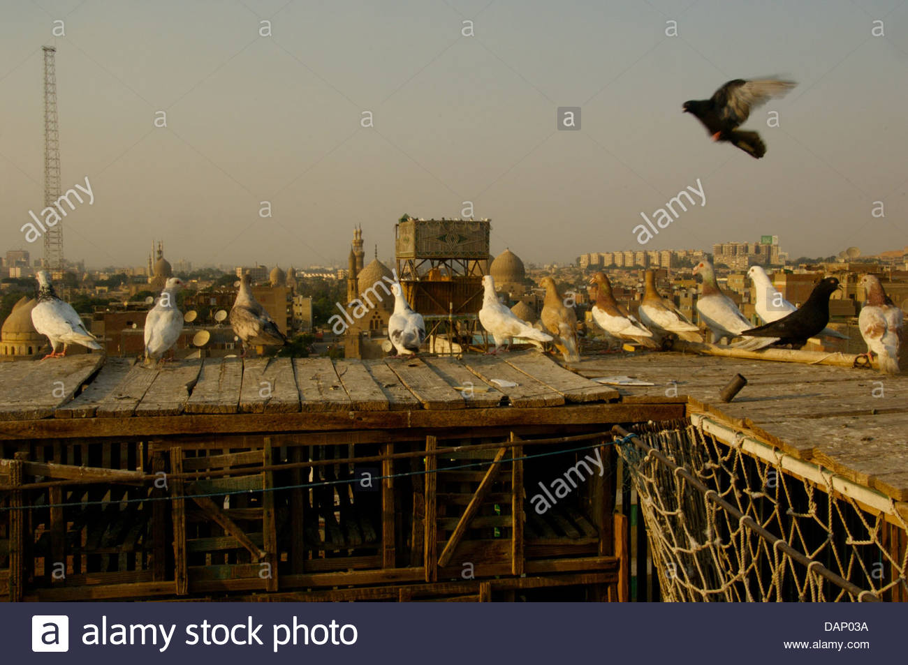 Pigeon House Egypt Stock Photos & Pigeon House Egypt Stock Images - Alamy