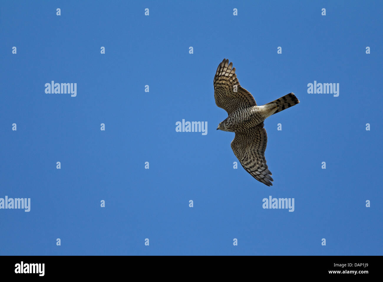 Sparrowhawk (Accipiter nisus) in flight Stock Photo - Alamy