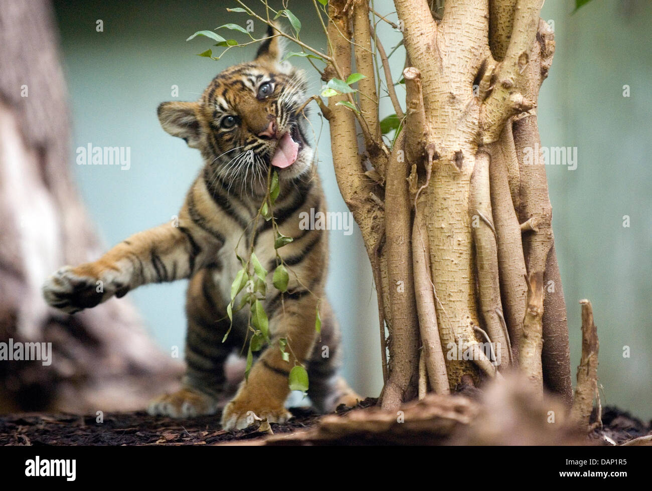 Yet wihtout a name, this small tiger cub, that was born on 05 Mai 2011 ...