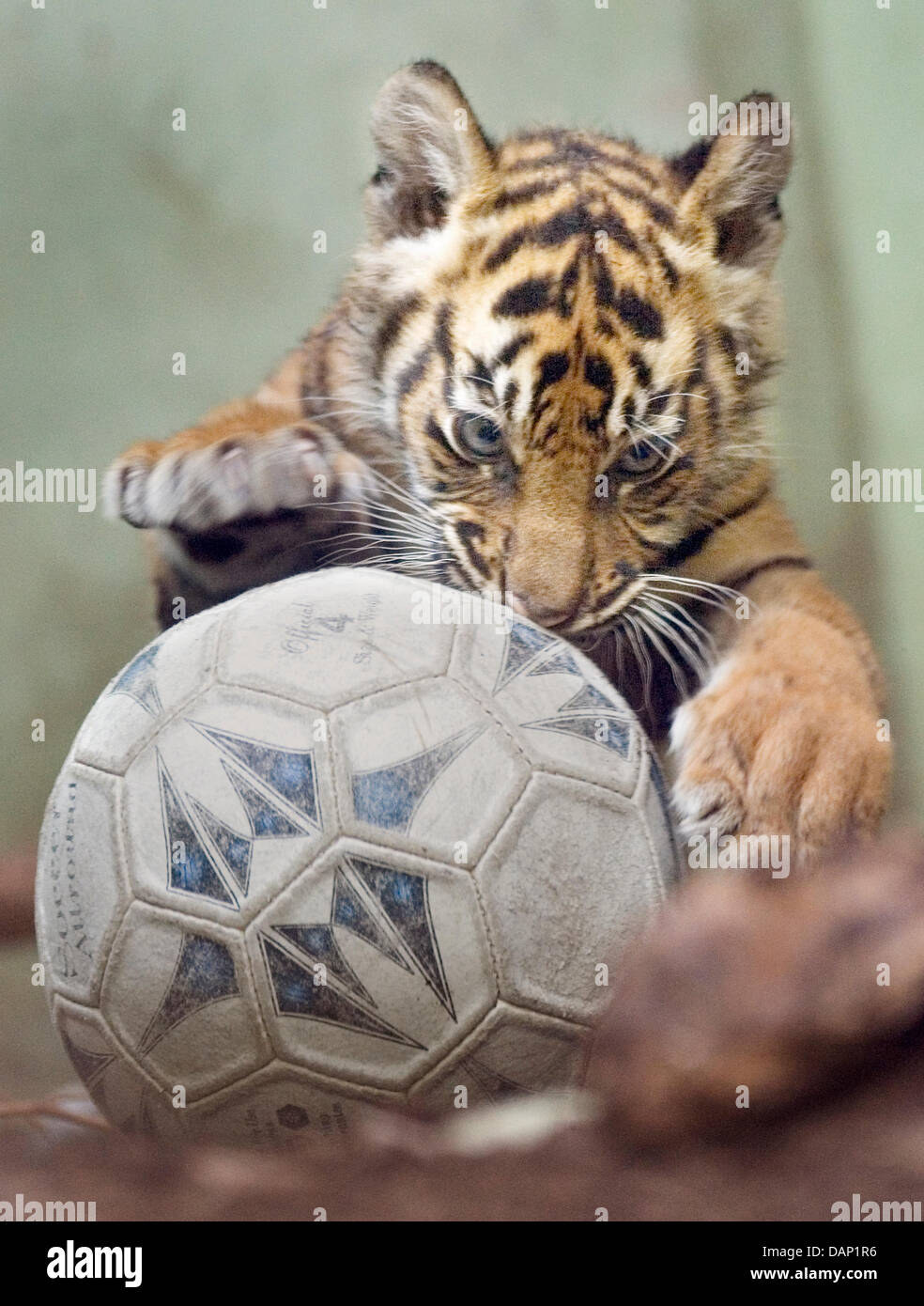Yet wihtout a name, this small tiger cub, that was born on 05 Mai ...