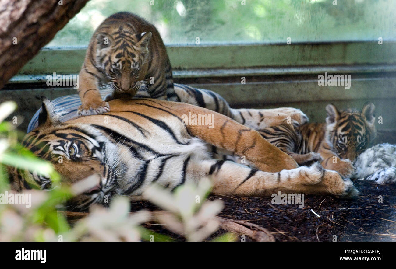 Worlds Smallest Tiger