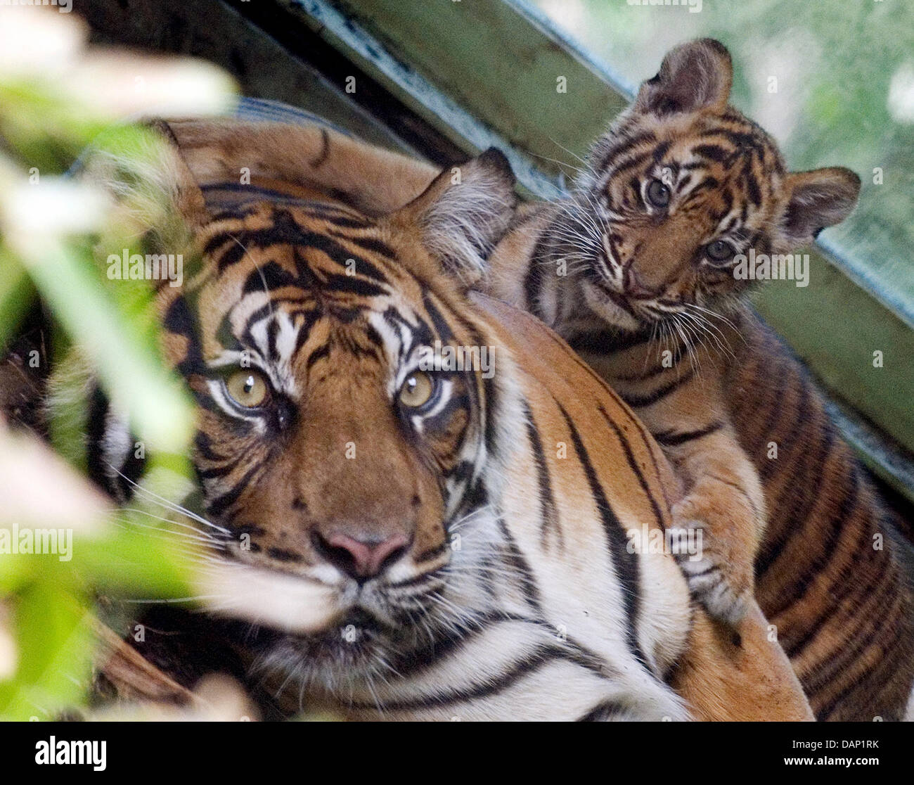 Small tiger hi-res stock photography and images - Alamy