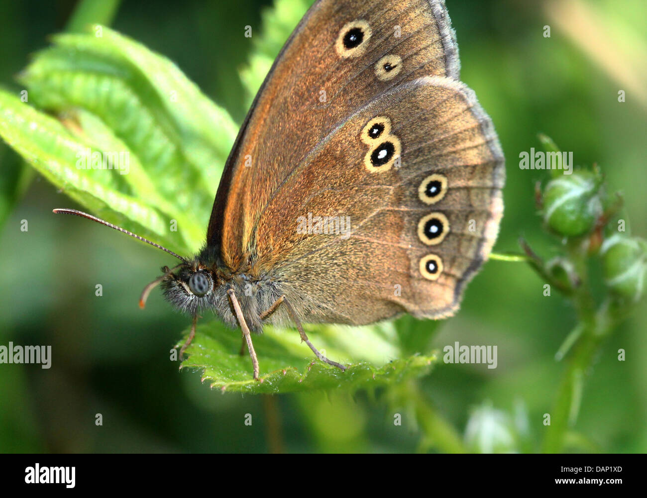 Macro image of a brown Ringlet (Aphantopus hyperantus) butterfly posing ...