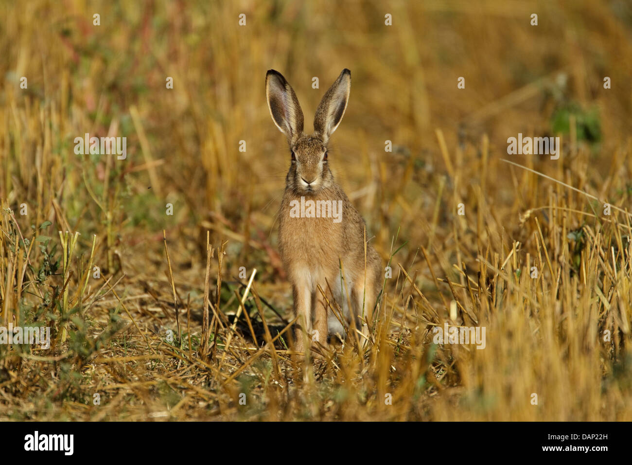 Lepus Capensis Stock Photos & Lepus Capensis Stock Images - Alamy