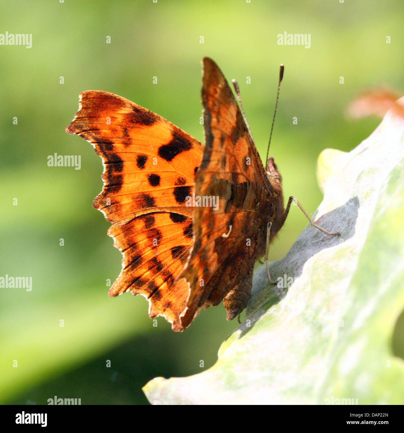 Comma Butterfly (Polygonia c-album) posing on a leaf with wings half ...