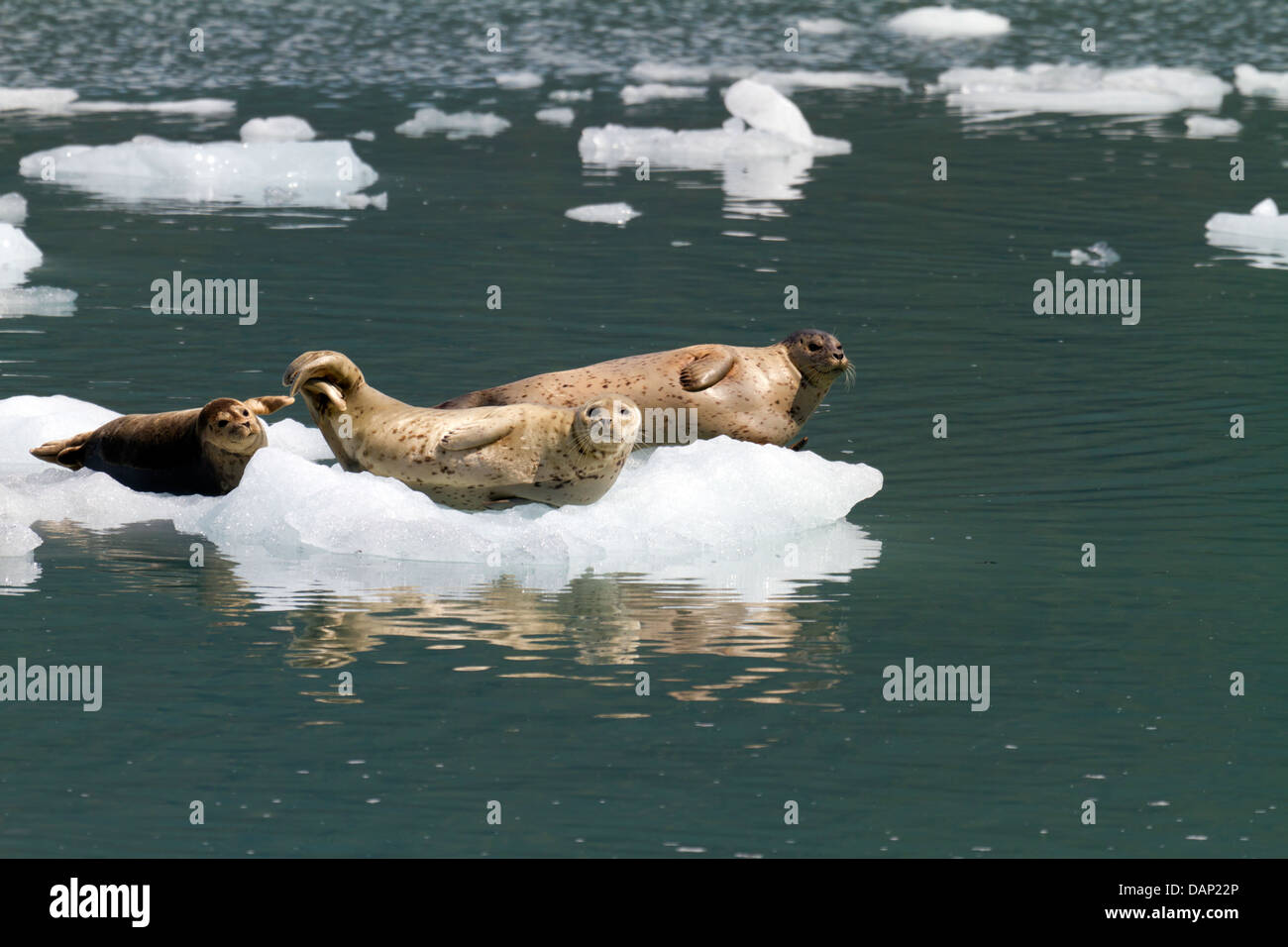 seals on iceberg Stock Photo - Alamy
