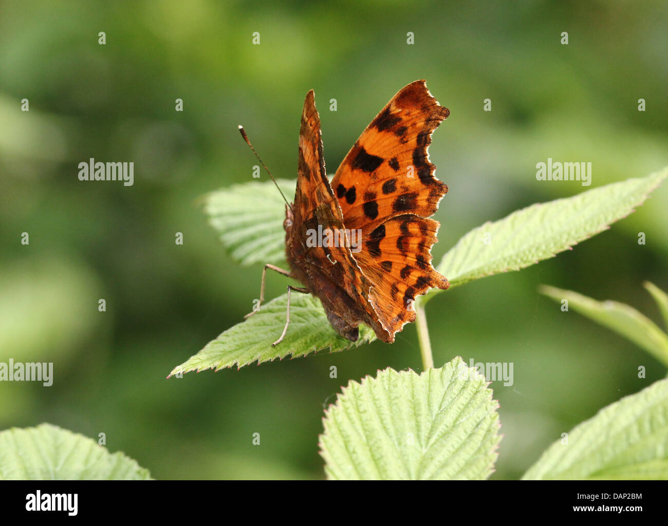 Comma Butterfly (Polygonia c-album) posing on a leaf with wings half ...
