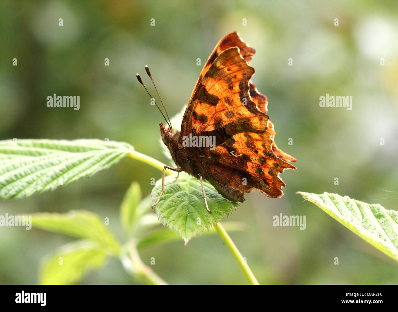 Half closed wing hi-res stock photography and images - Alamy