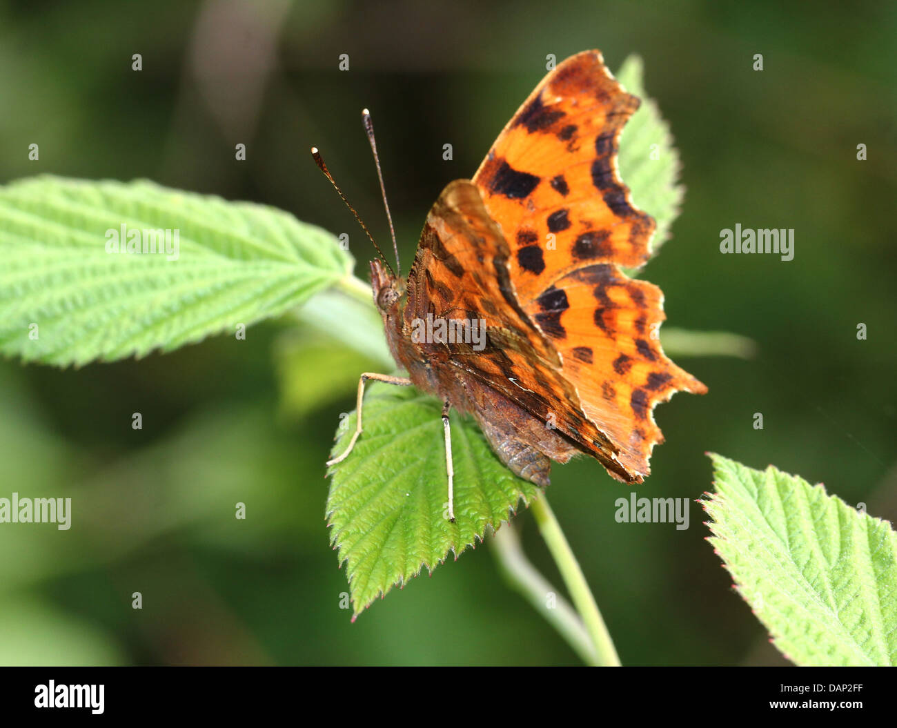 Half closed wing hi-res stock photography and images - Alamy