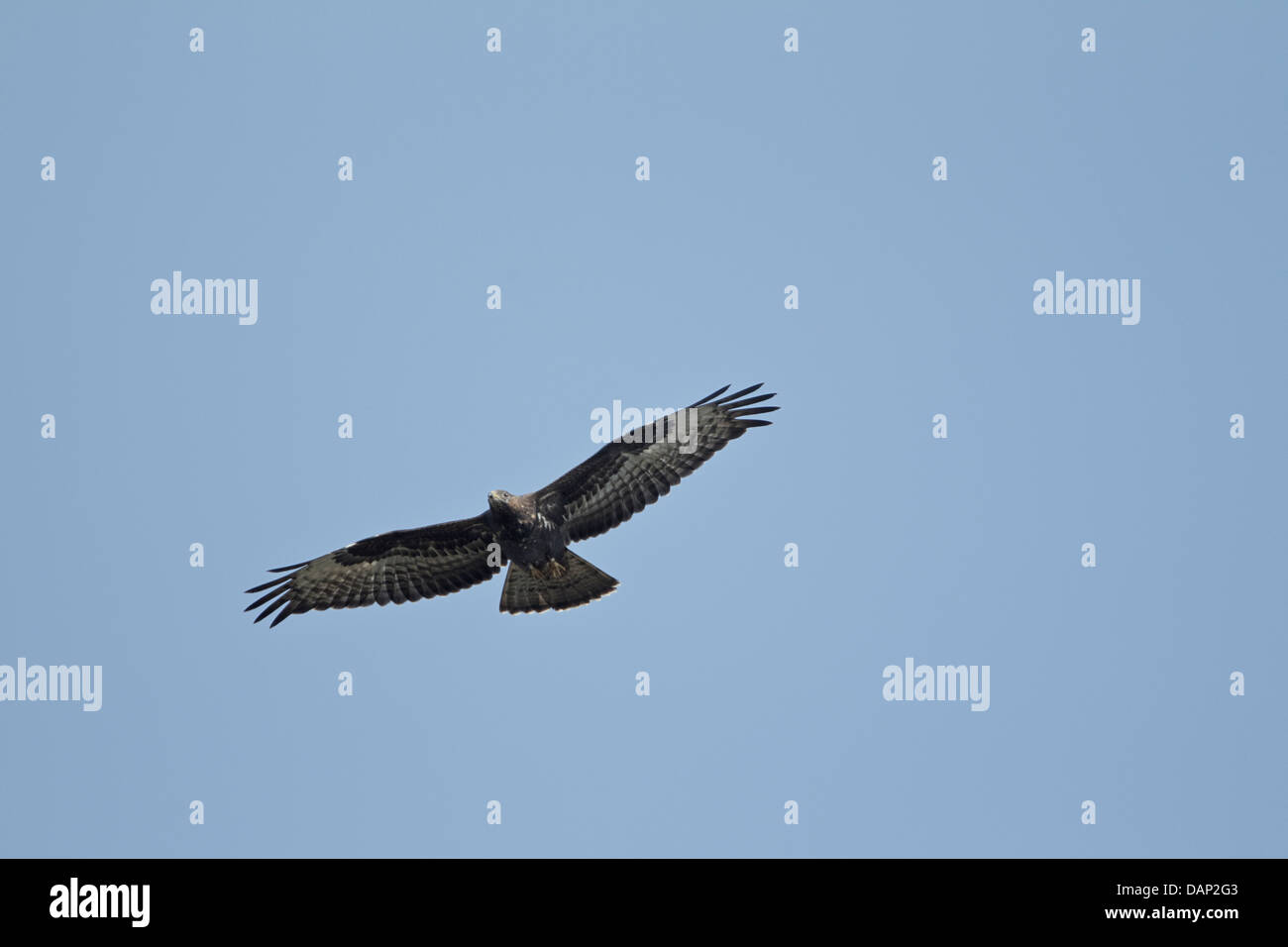 Buzzard in flight hi-res stock photography and images - Alamy