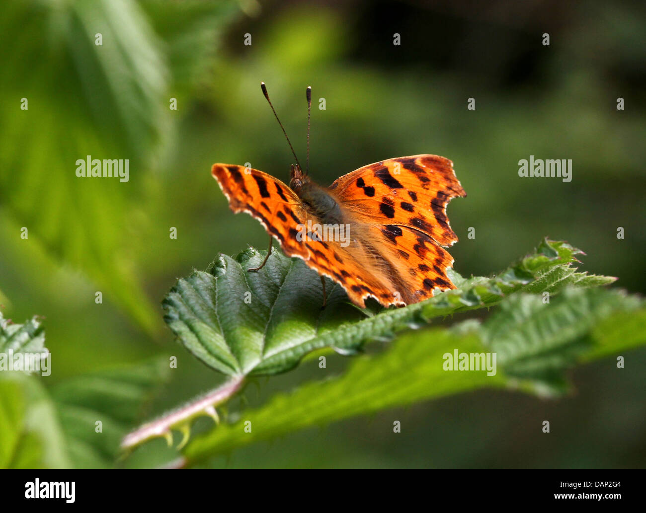Comma Butterfly (Polygonia c-album) posing on a leaf with wings half ...
