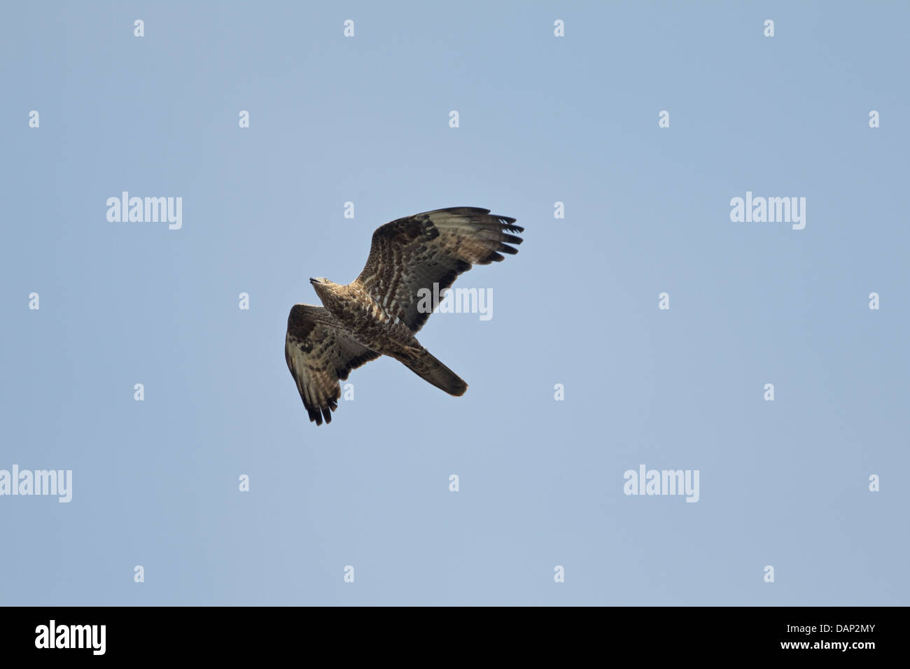Buzzard in flight hi-res stock photography and images - Alamy