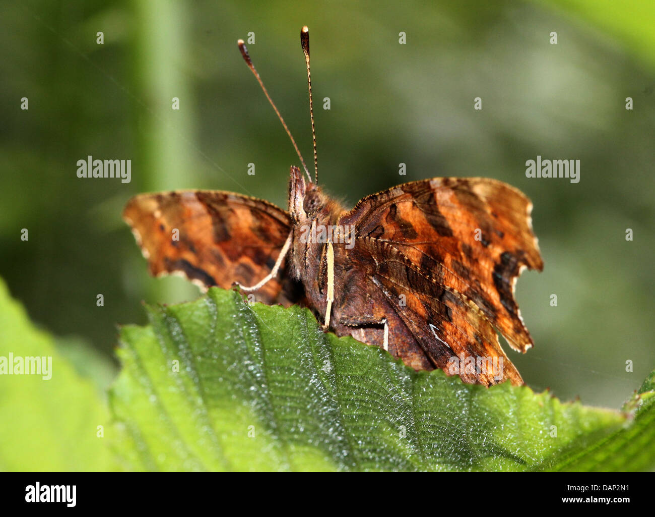 Comma Butterfly (Polygonia c-album) posing on a leaf with wings opened ...
