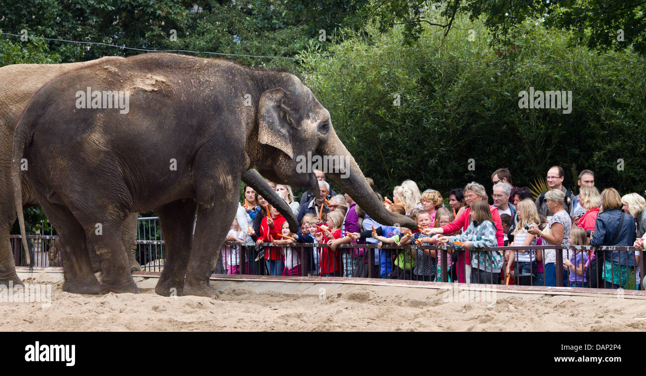 Elephants are fed by visitors at the zoological garden in Magdeburg ...