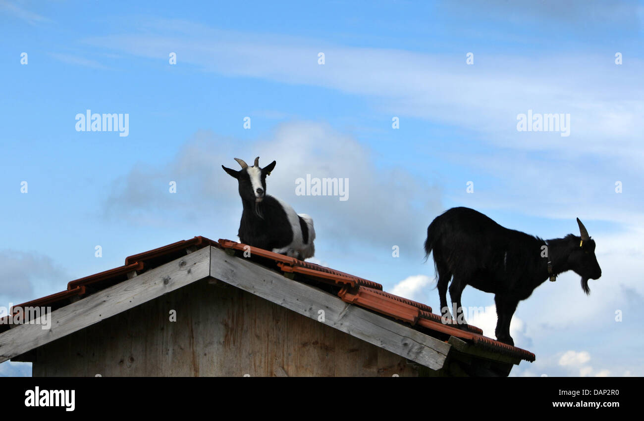 Goats enjoy the sunny weather on the roof of their stable near ...