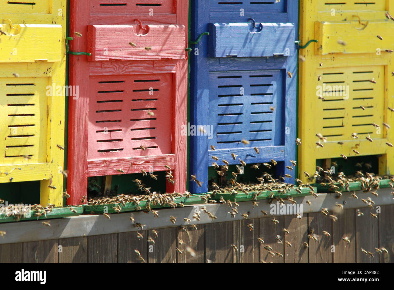 Different colours and signs that give bees directions for their flight ...