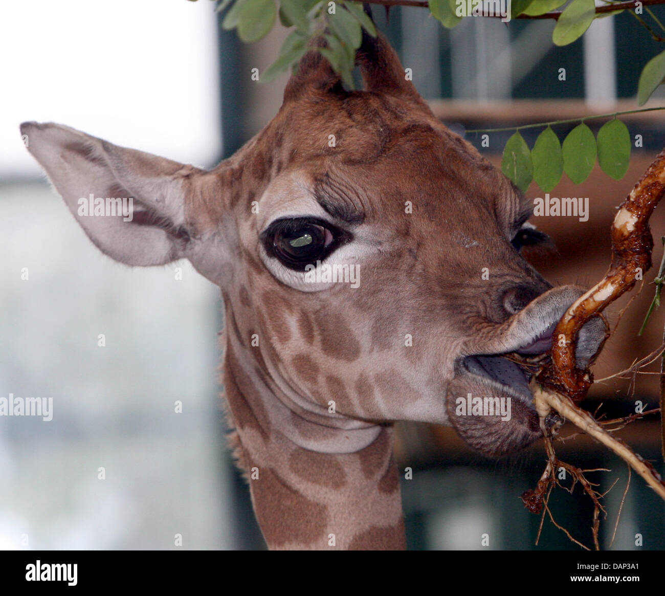 Five-day old male giraffe 'Moritz' nibbles on a root at the (22.07.2011 ...