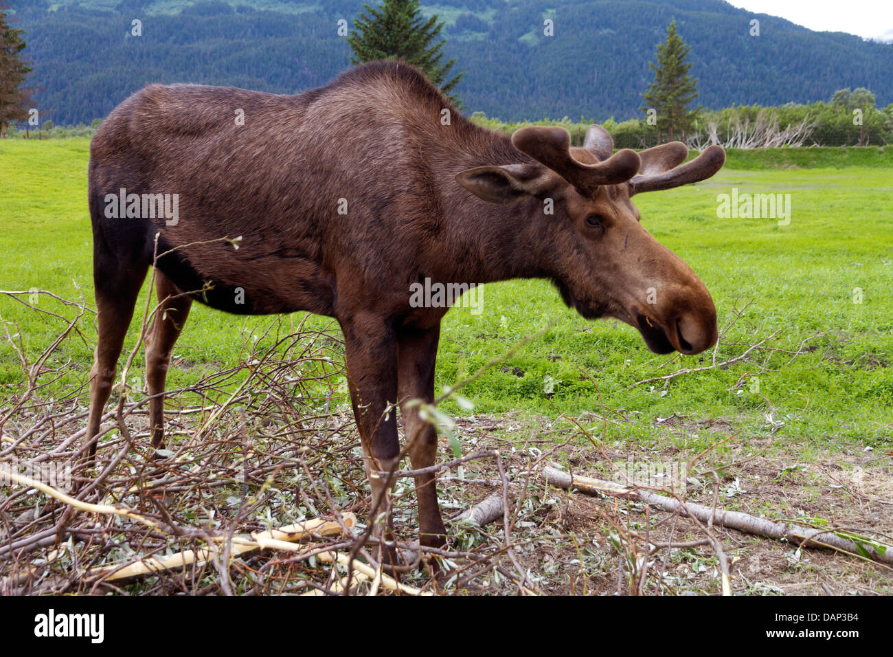 Moose eat hi-res stock photography and images - Alamy