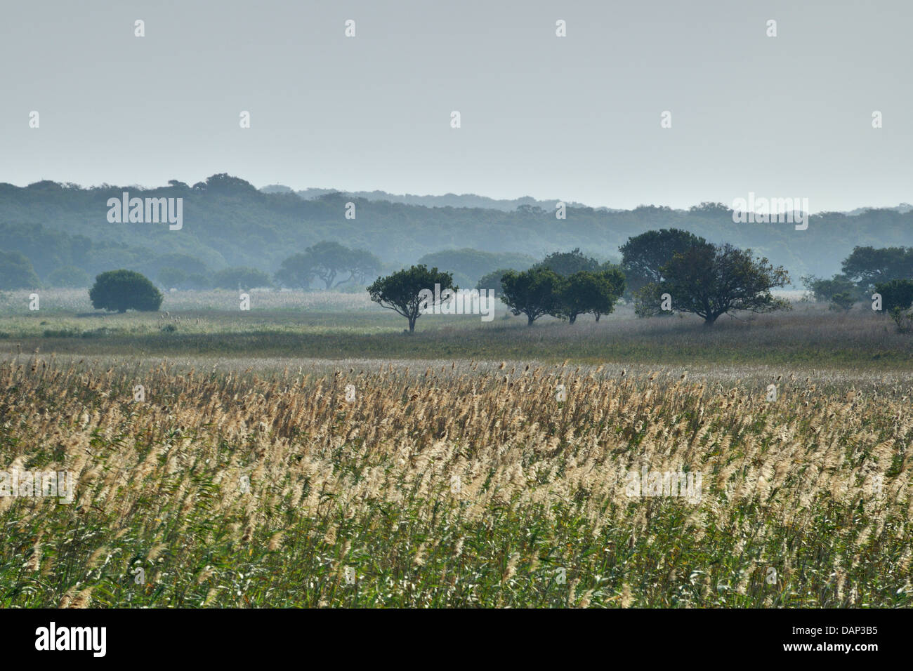 Reeds at Lake Xingute, Maputo Special Reserve, Mozambique Stock Photo ...