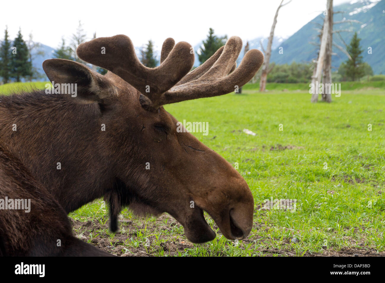 moose close up Stock Photo - Alamy