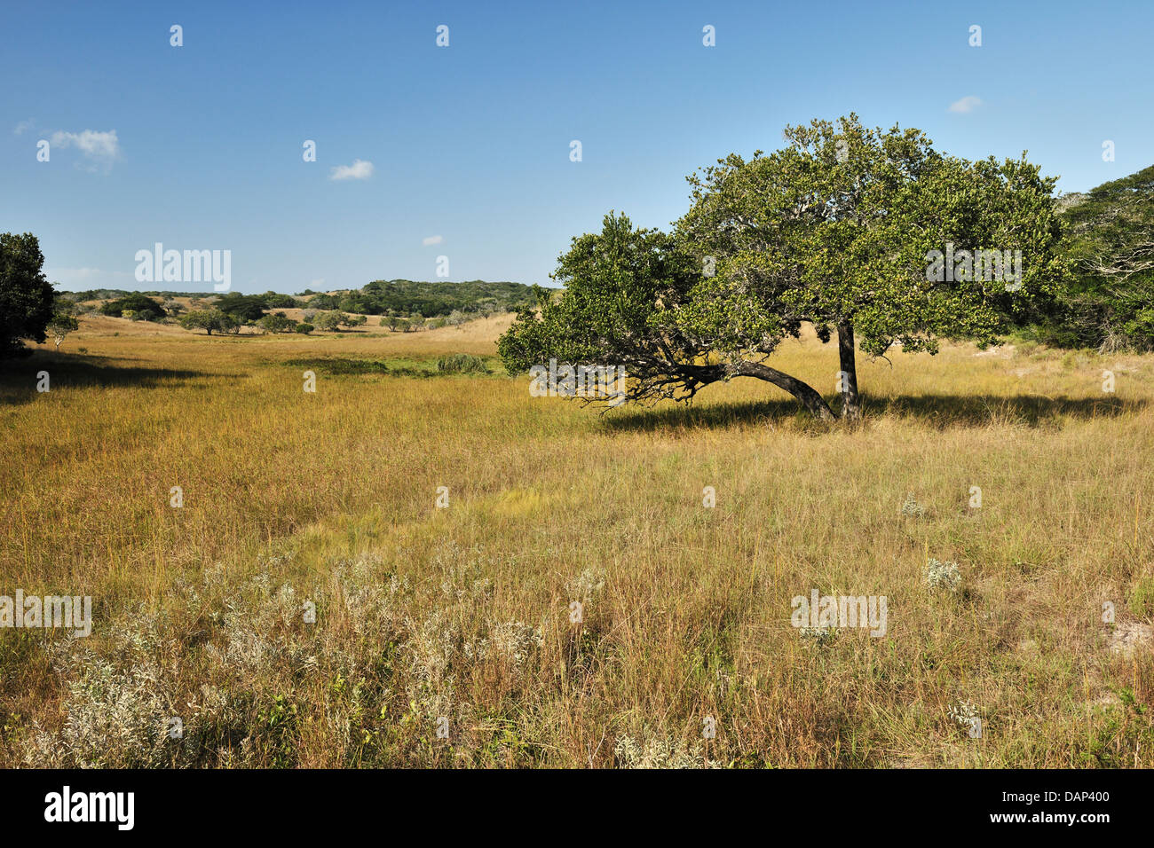 Landscape in the Maputo Special Reserve, Mozambique Stock Photo - Alamy