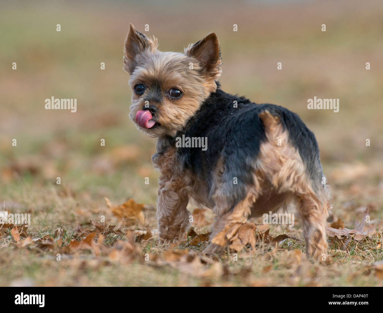 Cute Yorkie standing in the leaves Stock Photo - Alamy