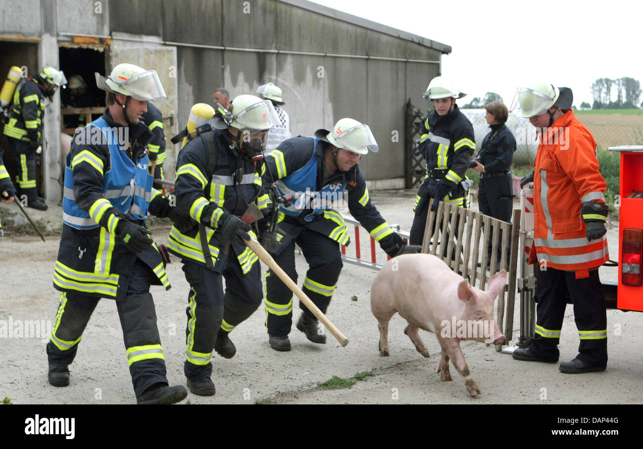 Firefighters hound a pig in front of a pig fattening farm in Suelfeld ...