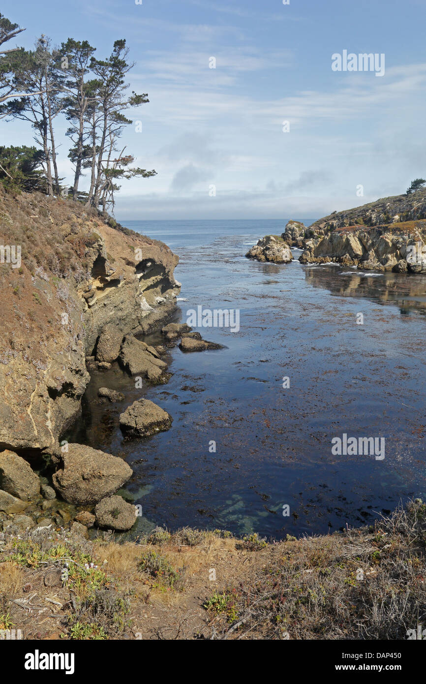 Small kelp covered bay at Point Lobos Stock Photo - Alamy
